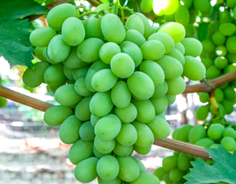 Greek Grape Company