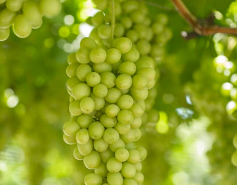Greek Grape Company